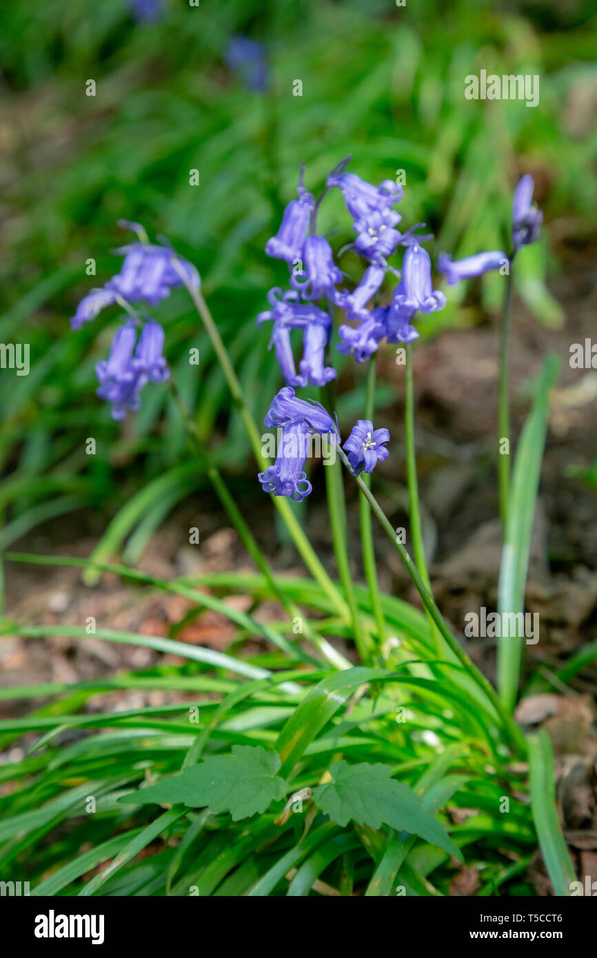 Spring Bluebells at Ford's Rough, Warrington, Cheshire, England Stock ...