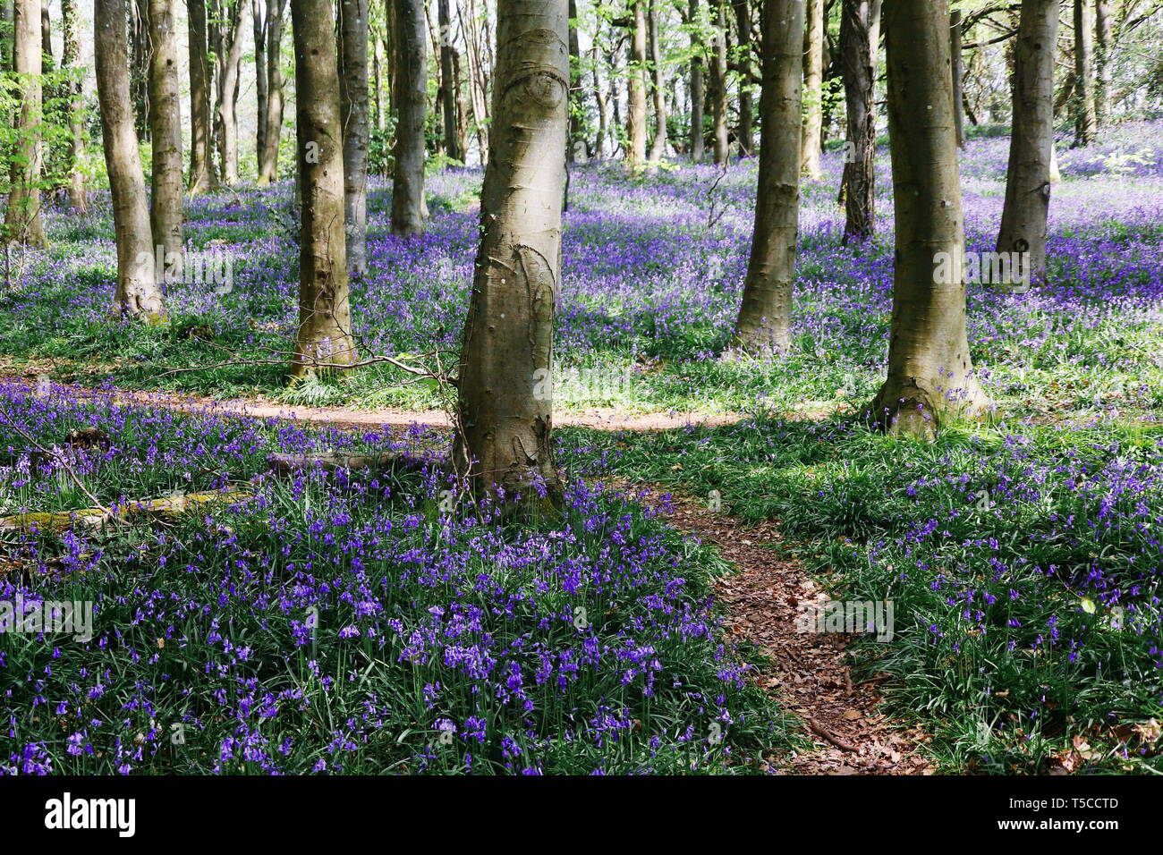 Bluebells display on the hottest UK Easter Monday on record Stock Photo ...
