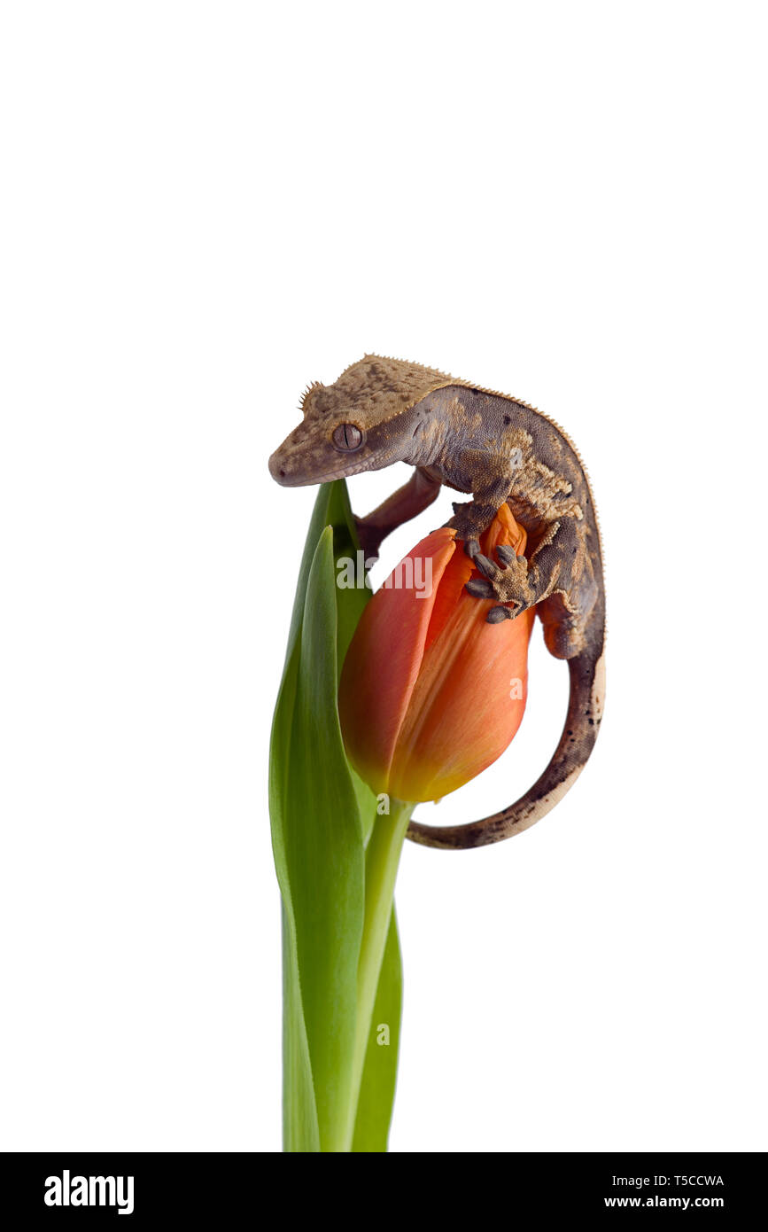 Crested gecko on a Flower isolated on white background Stock Photo - Alamy