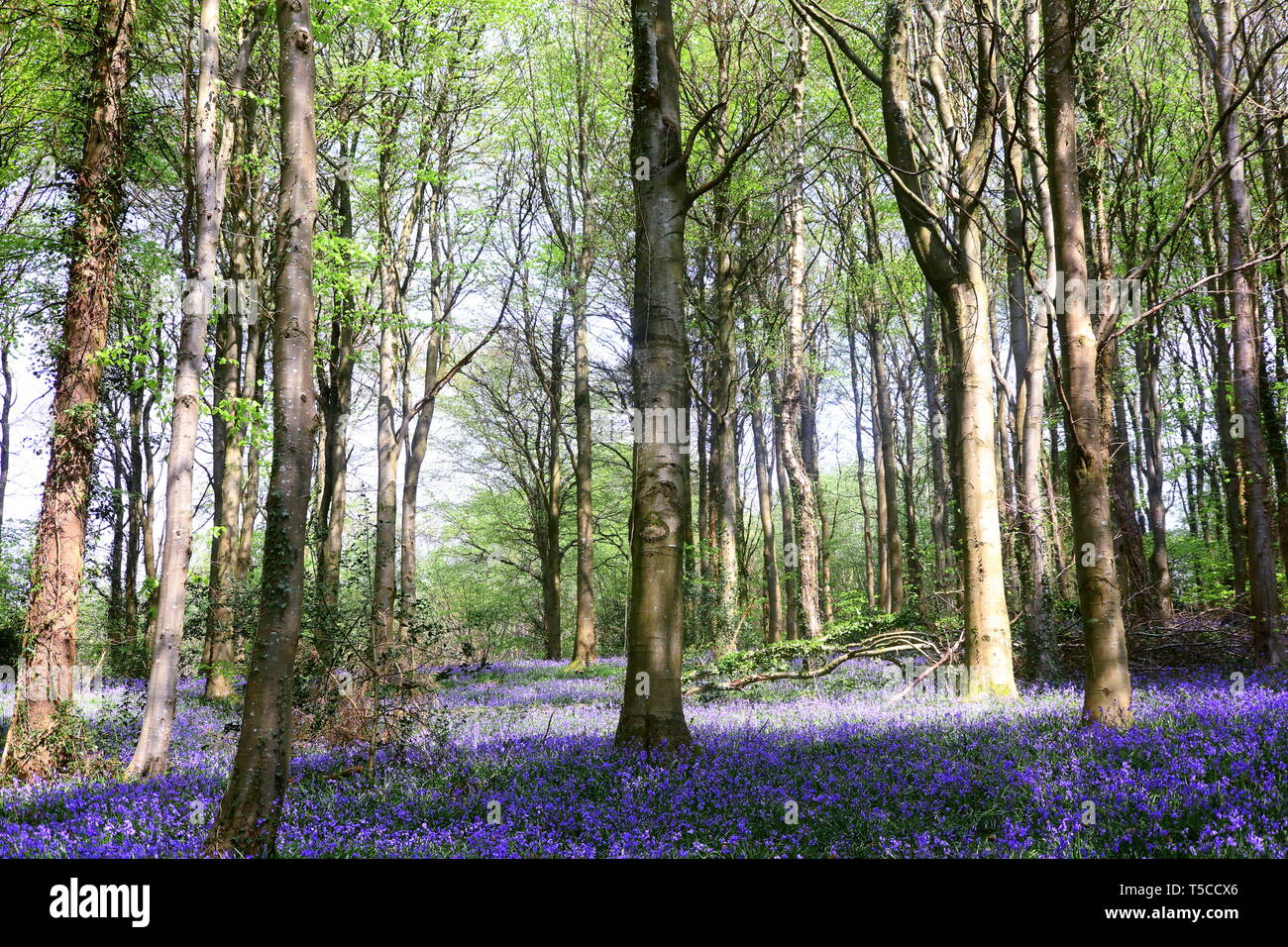 Bluebells display on the hottest UK Easter Monday on record Stock Photo ...