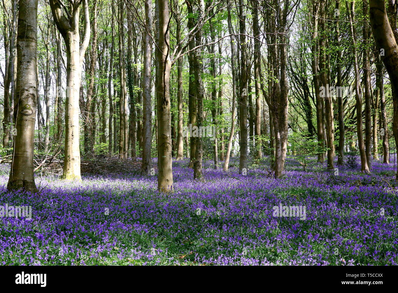 Bluebells display on the hottest UK Easter Monday on record Stock Photo ...