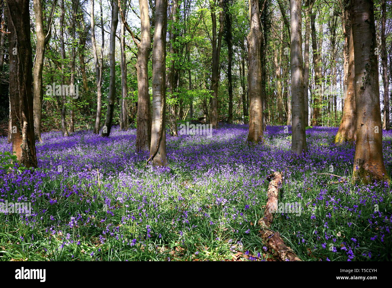 Bluebells display on the hottest UK Easter Monday on record Stock Photo ...