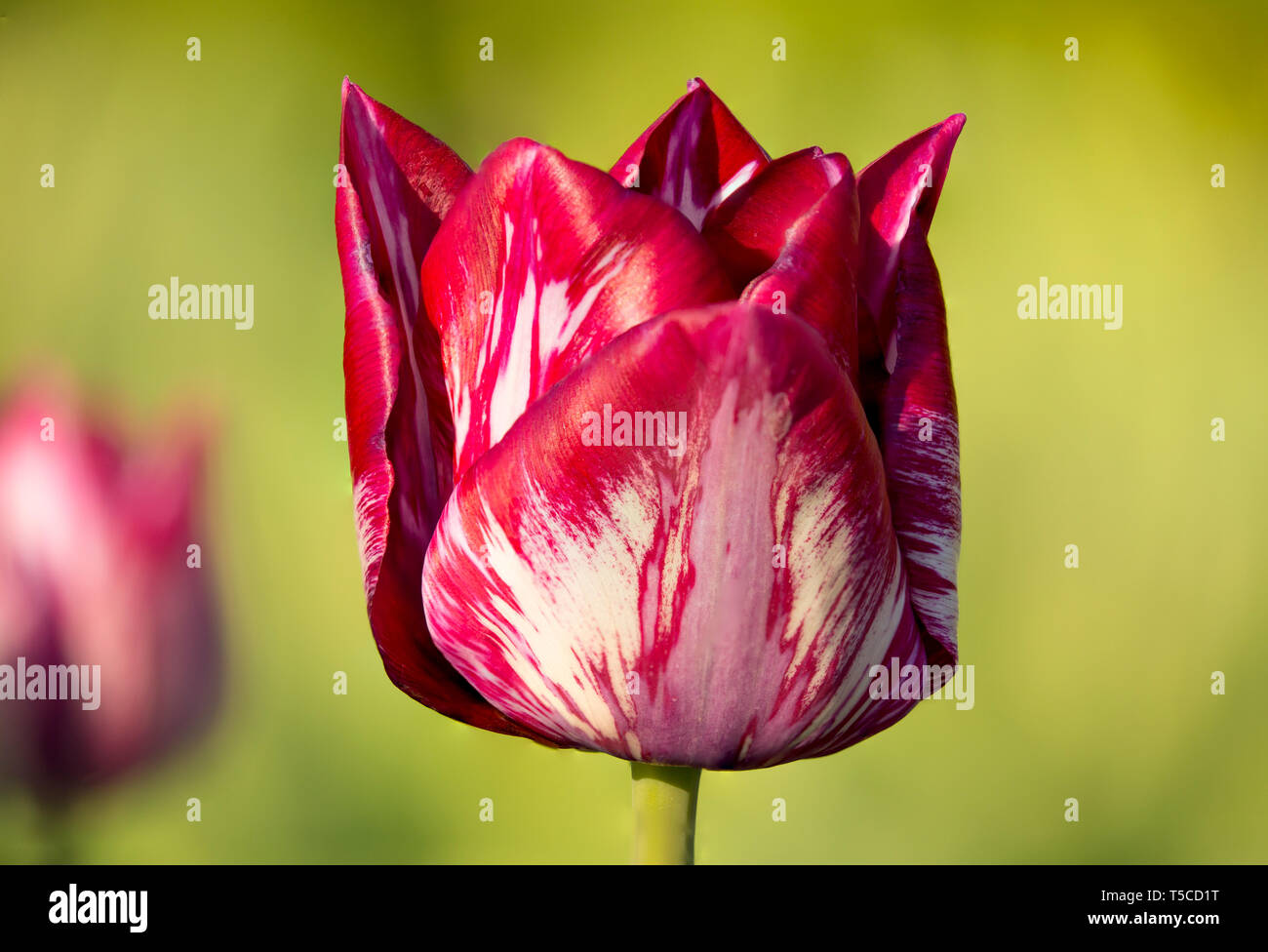 Hortus bulborum hi-res stock photography and images - Alamy