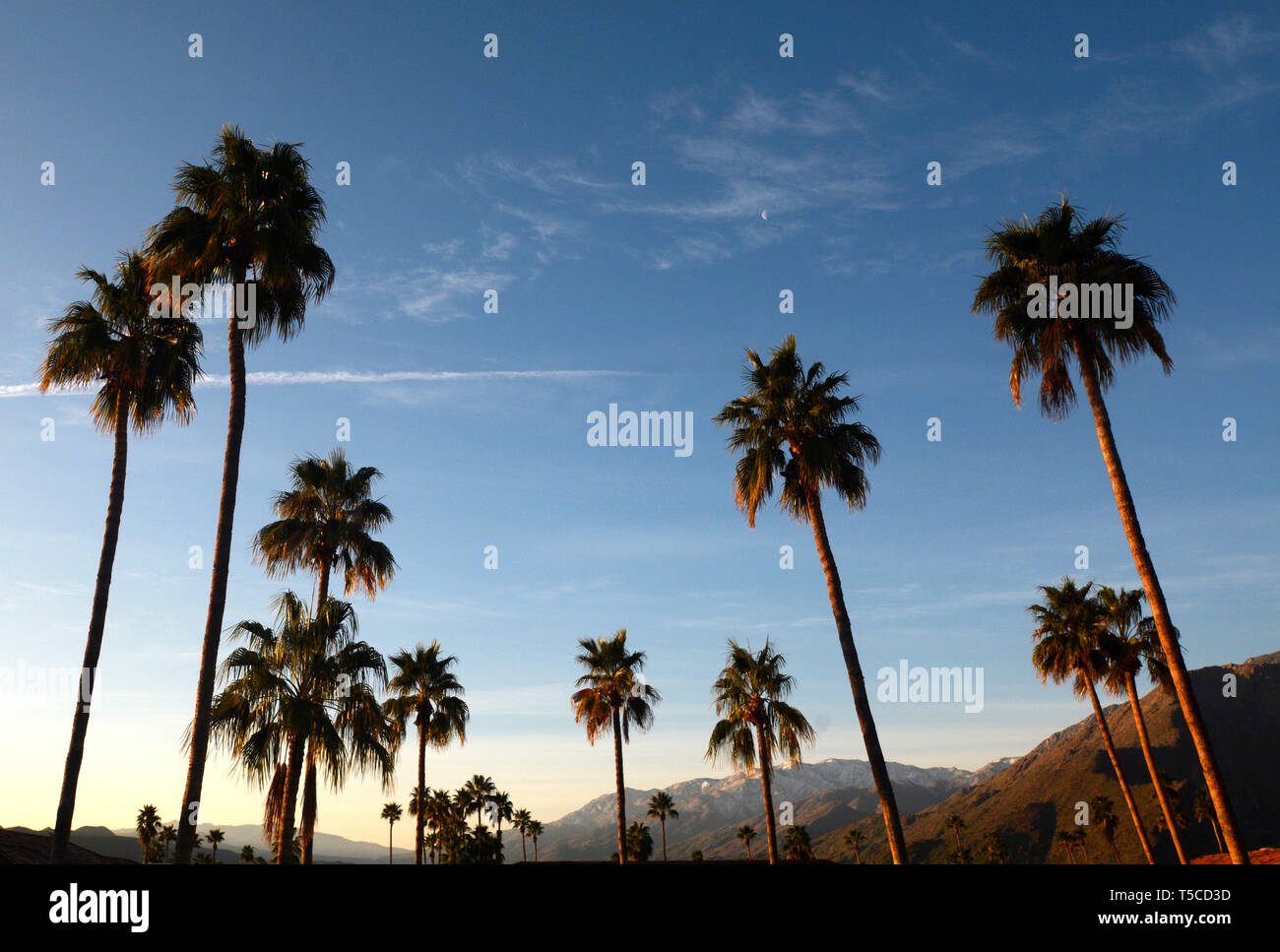 Desert landscape with palm trees in Palm Springs, California USA Stock ...