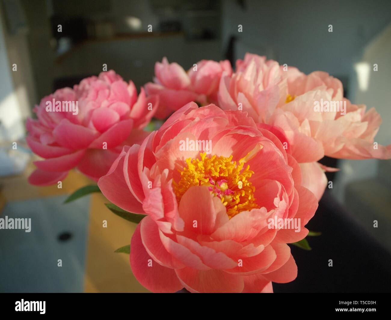 Pink Peony flowers fully open in a vase Stock Photo - Alamy
