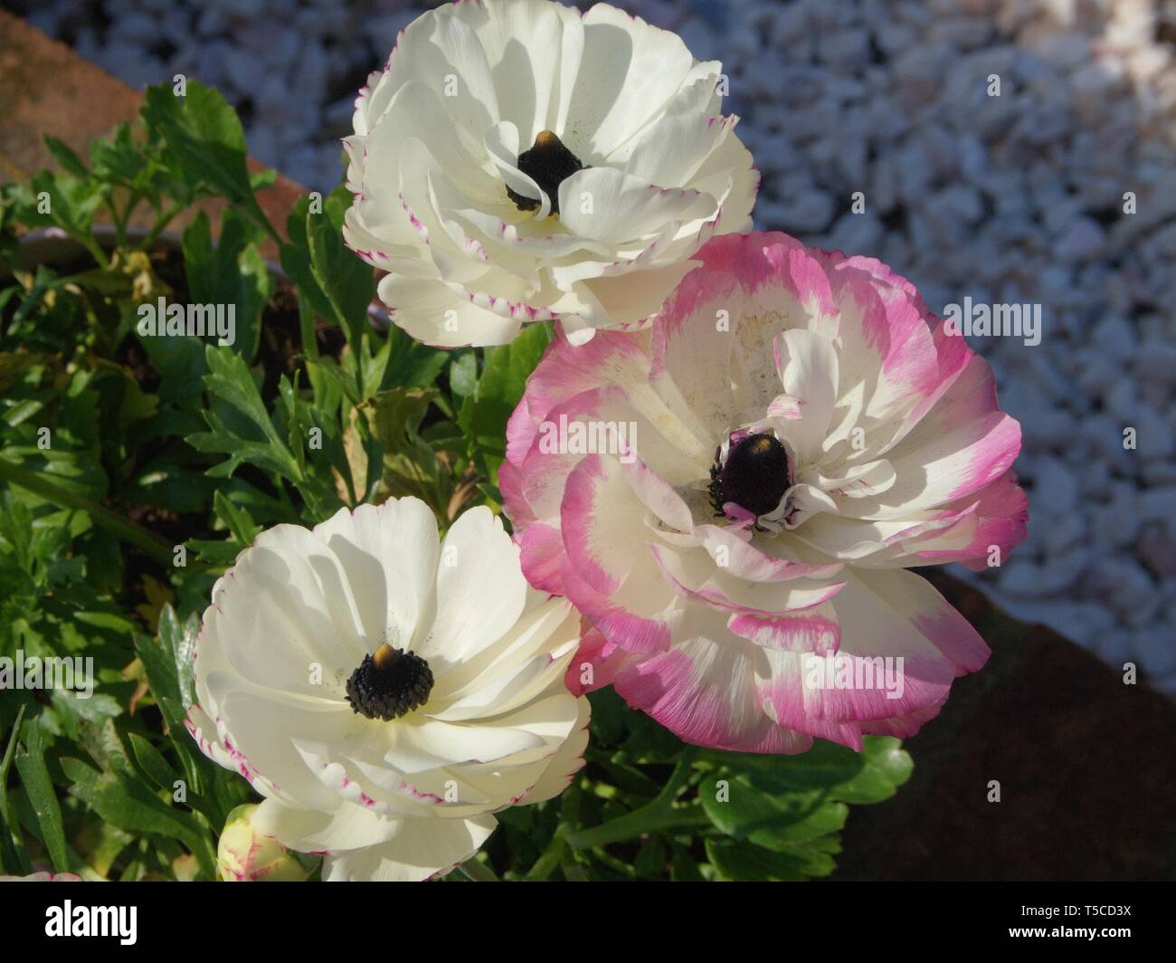 White Ranunculus flowers, one with pink edges, fully open in the ...