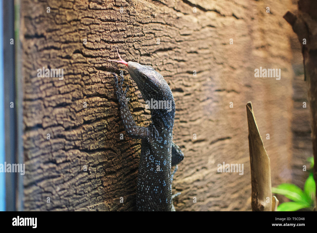 Lizard horizontal hi-res stock photography and images - Alamy