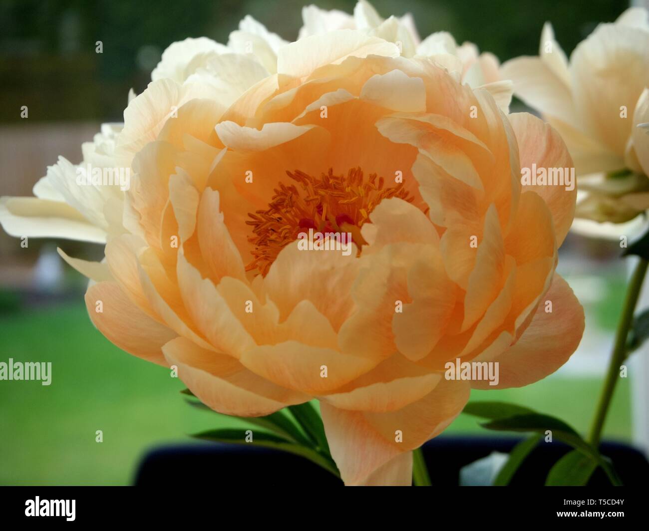 Cream and orange coloured Peony flowers fully opened Stock Photo - Alamy
