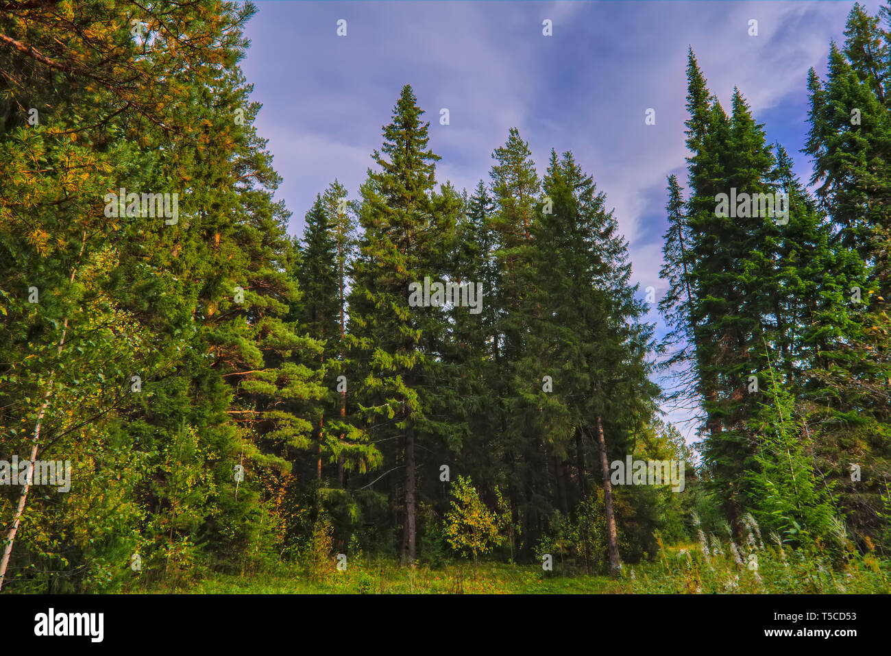 Landscape early autumn fir forest in the Ural mountains Stock Photo - Alamy
