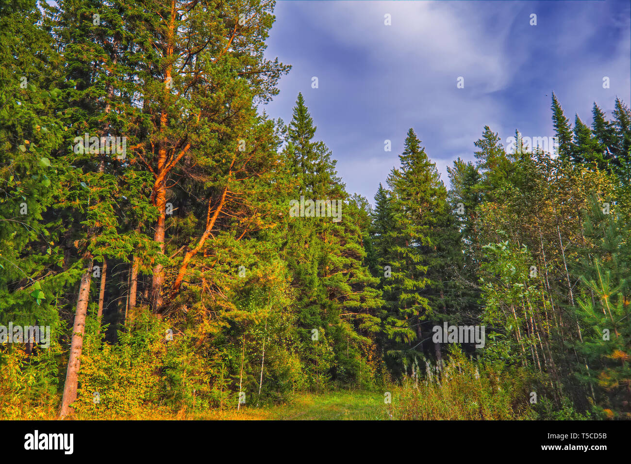 Landscape early autumn fir forest in the Ural mountains Stock Photo - Alamy