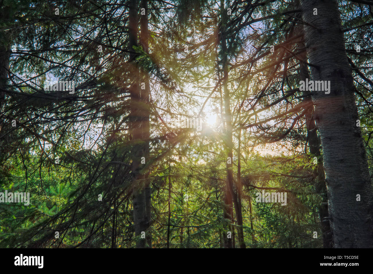 Landscape early autumn fir forest in the Ural mountains Stock Photo - Alamy