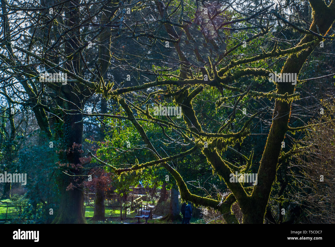 Beautiful scenery trees greenery park and fresh green lawn with clear ...