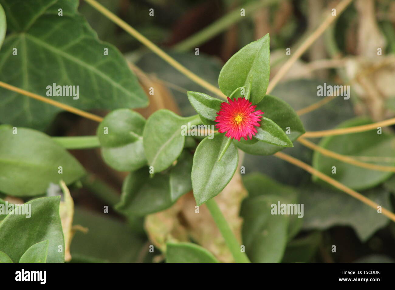 Lone flower hi-res stock photography and images - Alamy