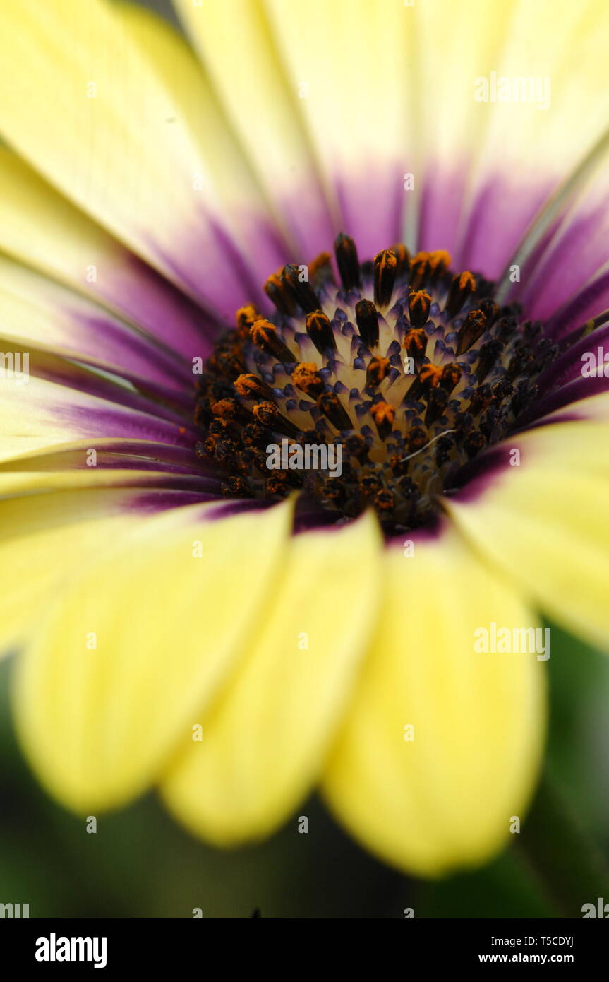 African Daisy Macro Close Up Stock Photo - Alamy