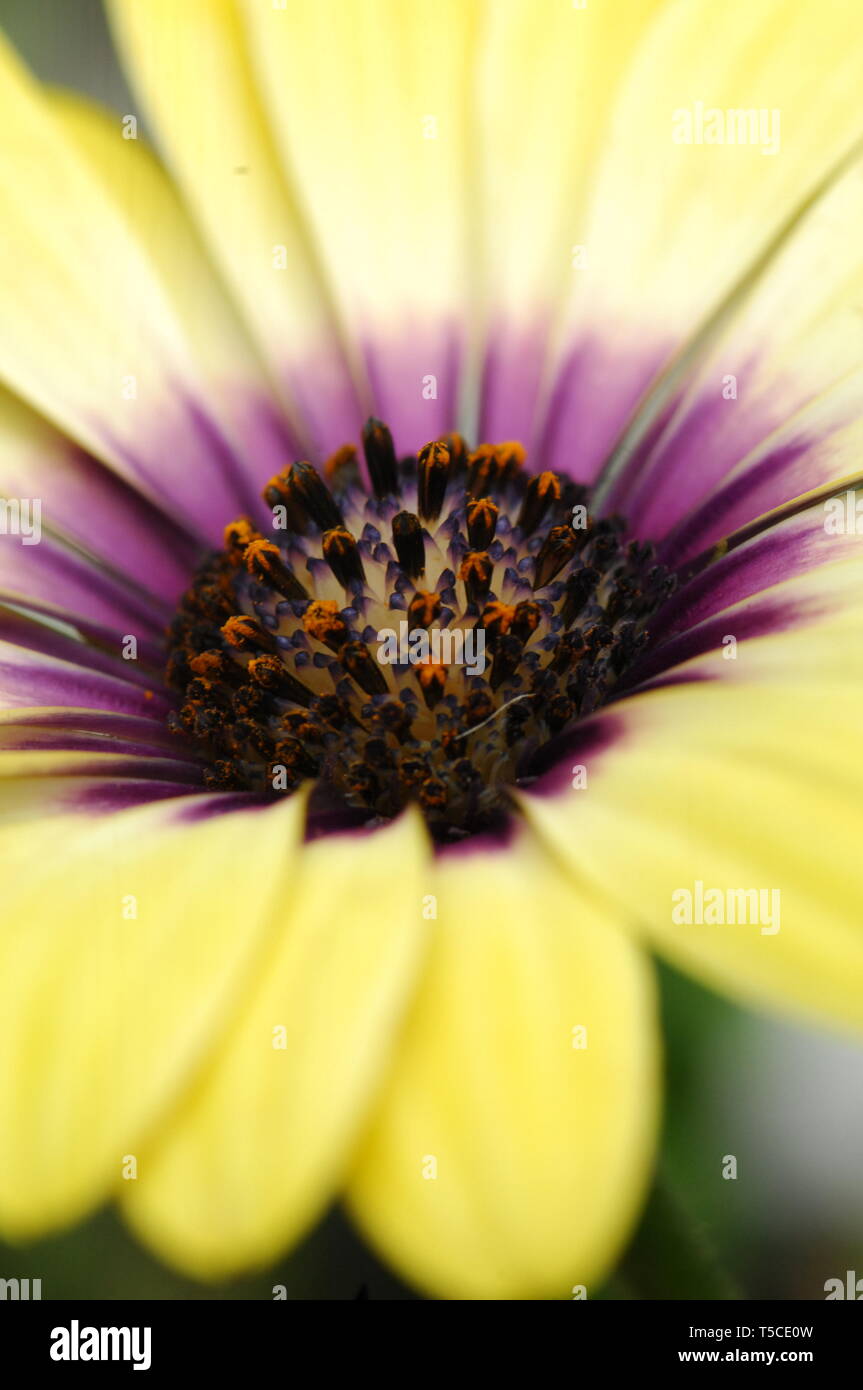 Delightful african daisy hi-res stock photography and images - Alamy