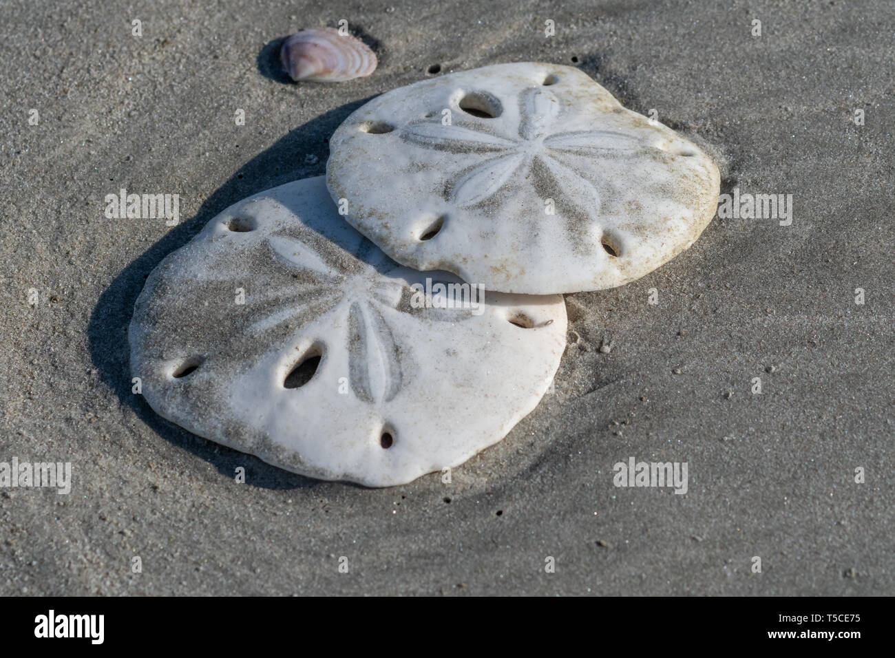 Burrowing sea urchins hi-res stock photography and images - Alamy
