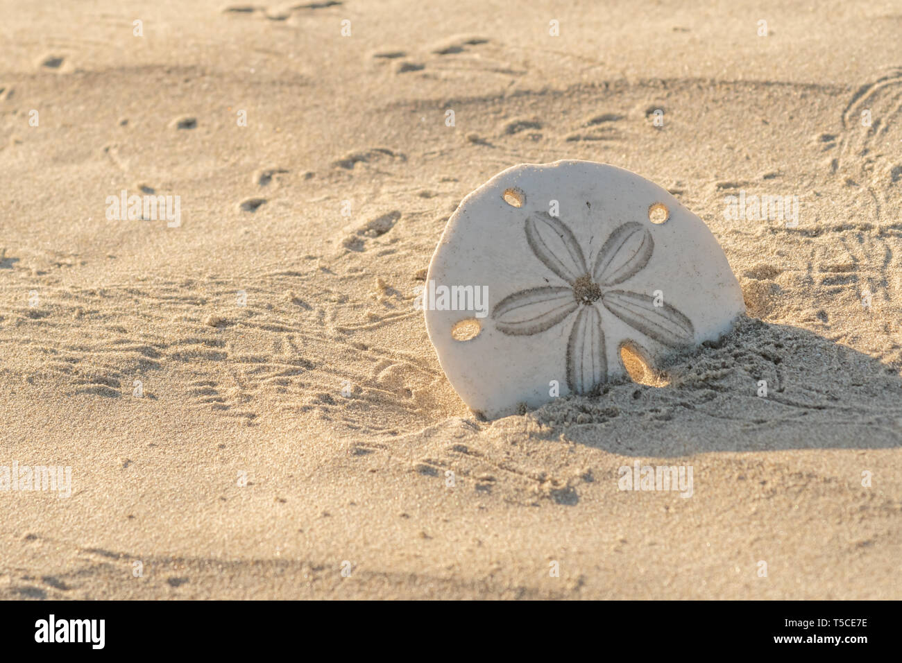 Snapper biscuit hi-res stock photography and images - Alamy