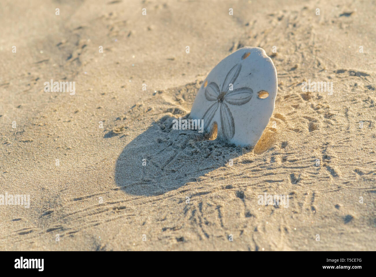 Sand dollar (Dendraster excentricus) shells (endoskeletons) stuck in ...