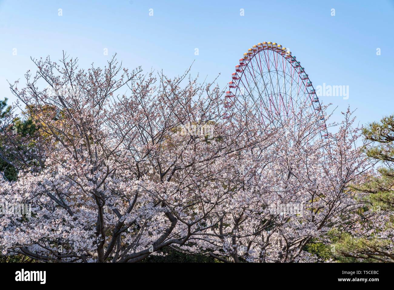 Kasai Rinkai Park, Edogawa-Ku, Tokyo, Japan Stock Photo - Alamy