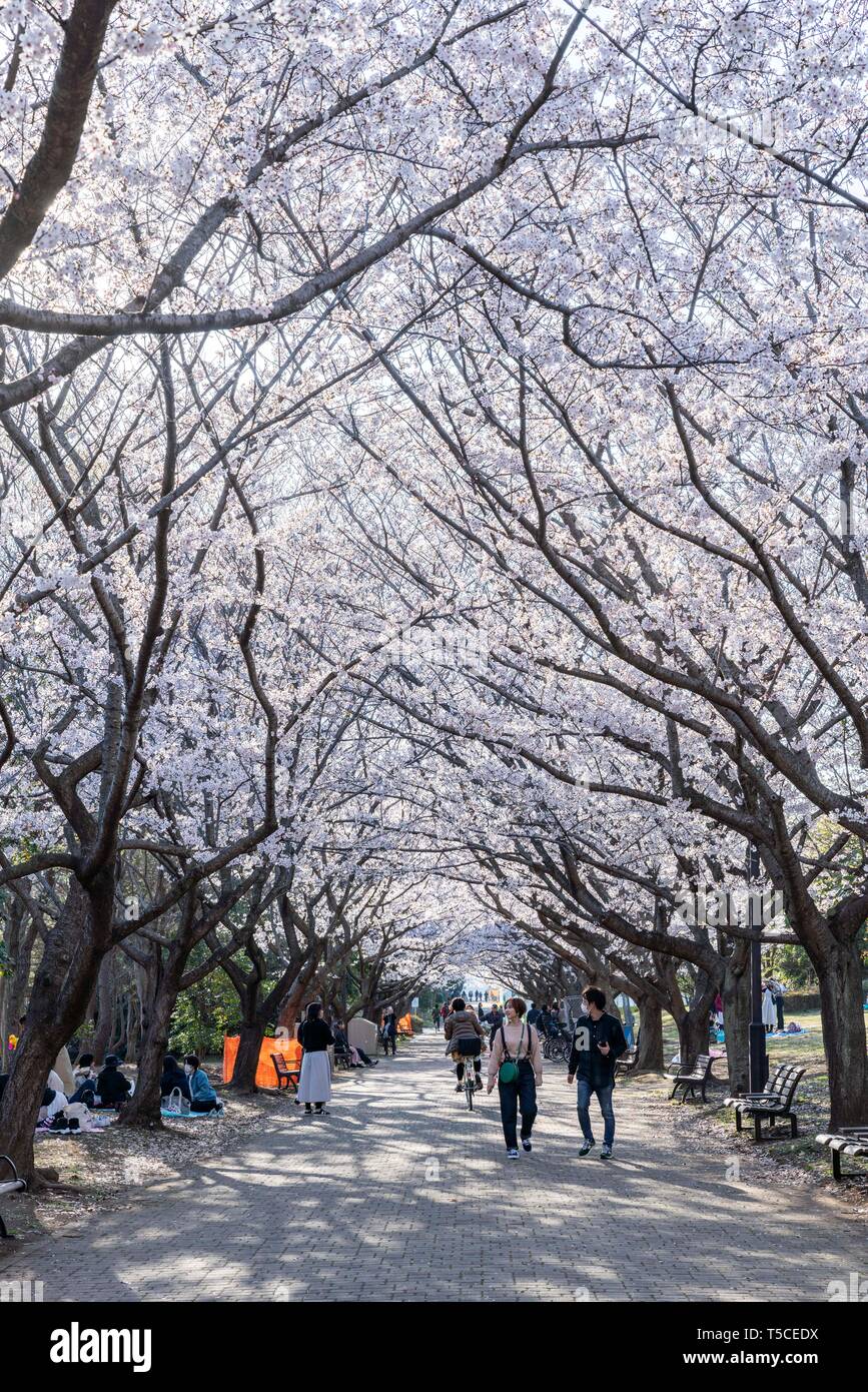 Kasai Rinkai Park, Edogawa-Ku, Tokyo, Japan Stock Photo - Alamy