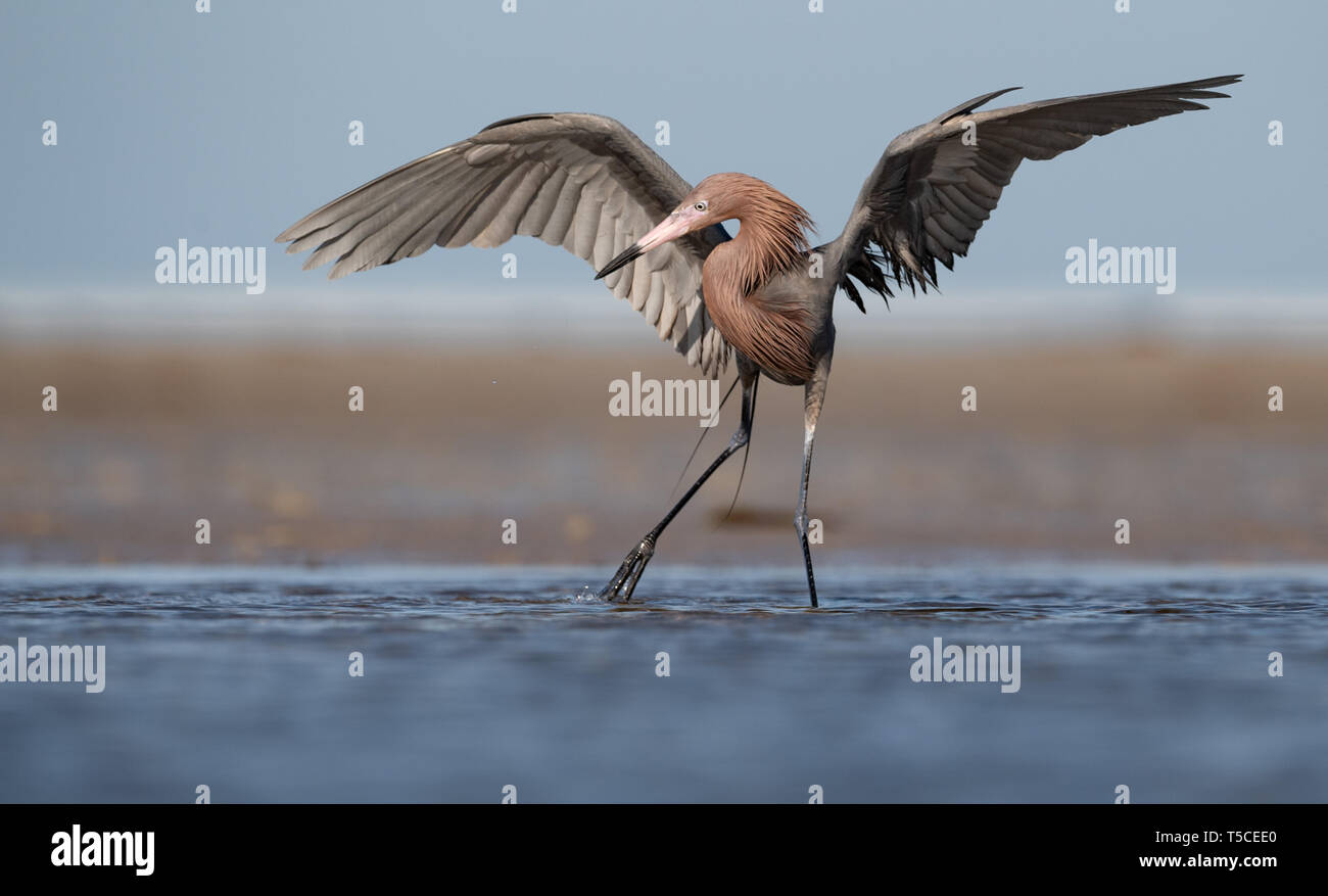 Reddish Egret in Florida Stock Photo - Alamy