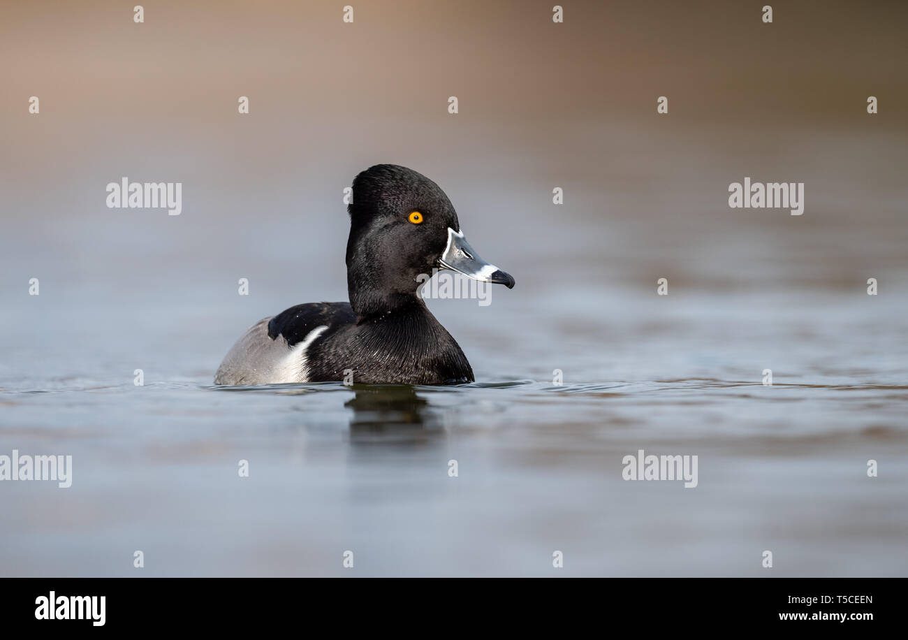 Flying ring necked duck hi-res stock photography and images - Alamy
