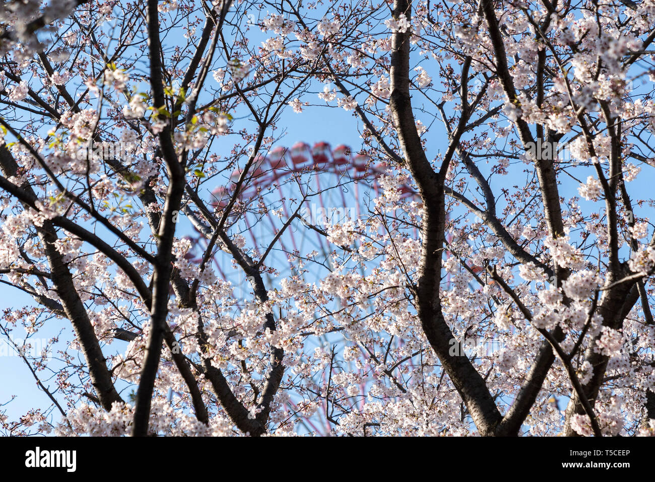 Kasai Rinkai Park, Edogawa-Ku, Tokyo, Japan Stock Photo - Alamy