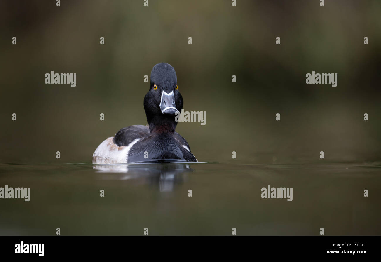 Flying ring necked duck hi-res stock photography and images - Alamy
