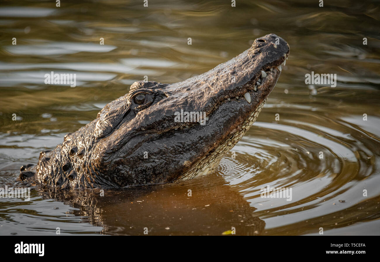 Florida snapping turtle hi-res stock photography and images - Alamy