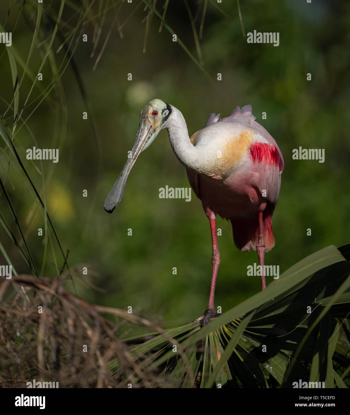 Roseate Spoonbill in Florida Stock Photo - Alamy