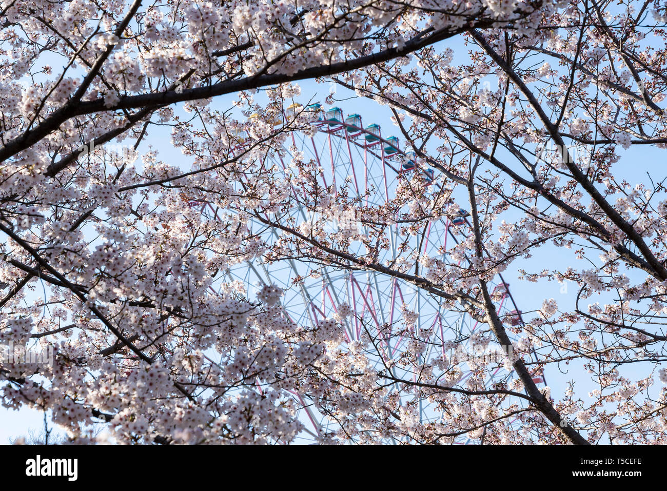 Kasai Rinkai Park, Edogawa-Ku, Tokyo, Japan Stock Photo - Alamy