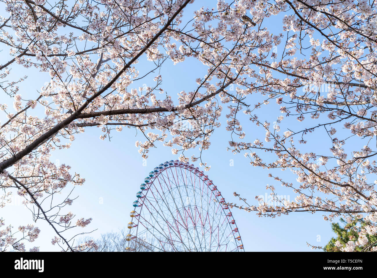 Kasai Rinkai Park, Edogawa-Ku, Tokyo, Japan Stock Photo - Alamy