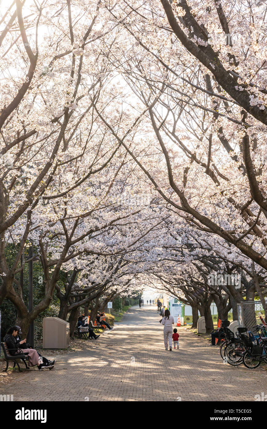 Kasai Rinkai Park High Resolution Stock Photography and Images - Alamy