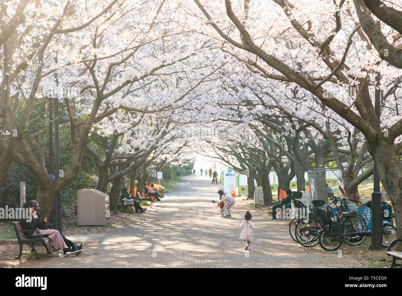 Kasai Rinkai Park, Edogawa-Ku, Tokyo, Japan Stock Photo - Alamy