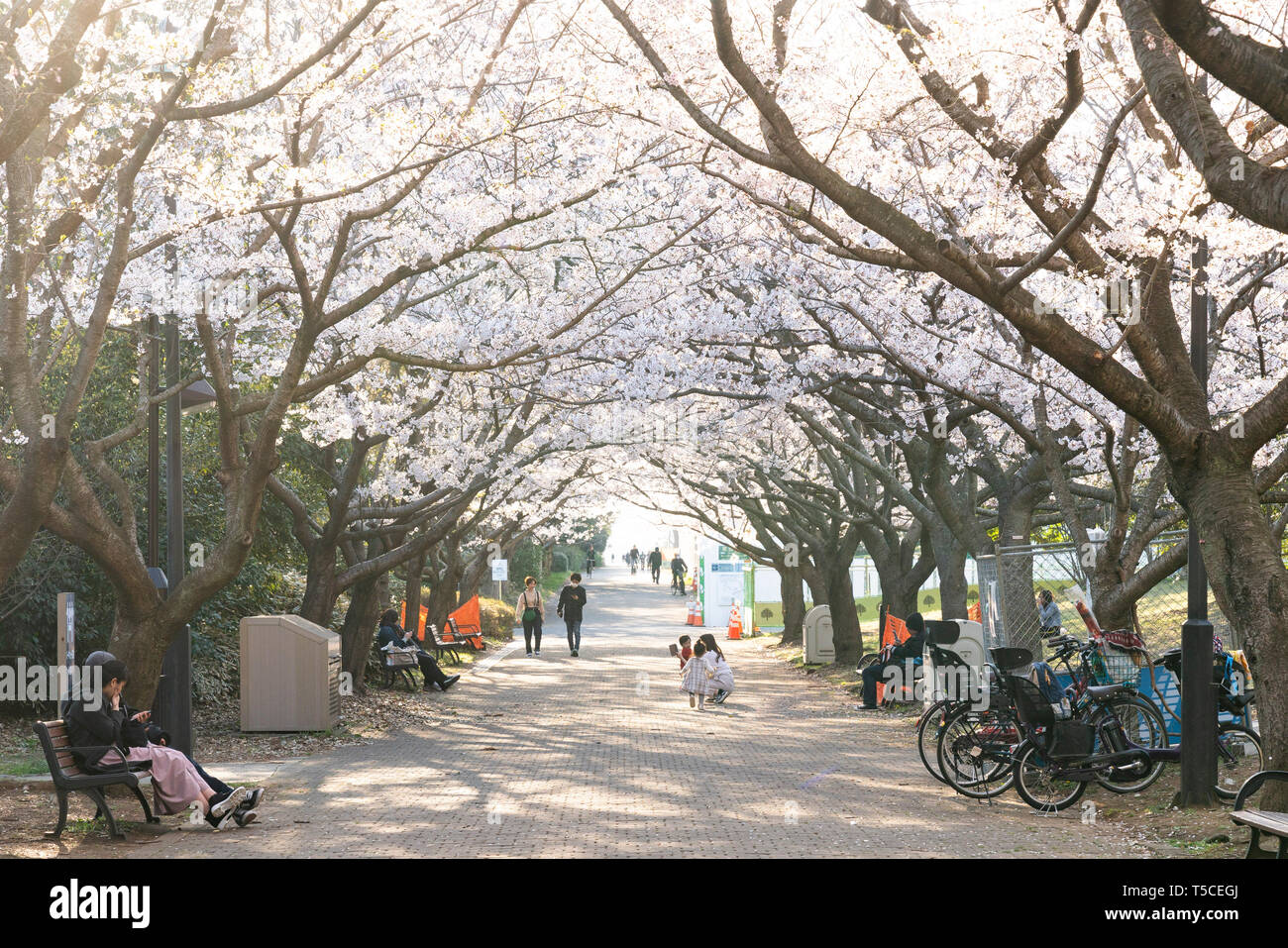 Kasai Rinkai Park, Edogawa-Ku, Tokyo, Japan Stock Photo - Alamy