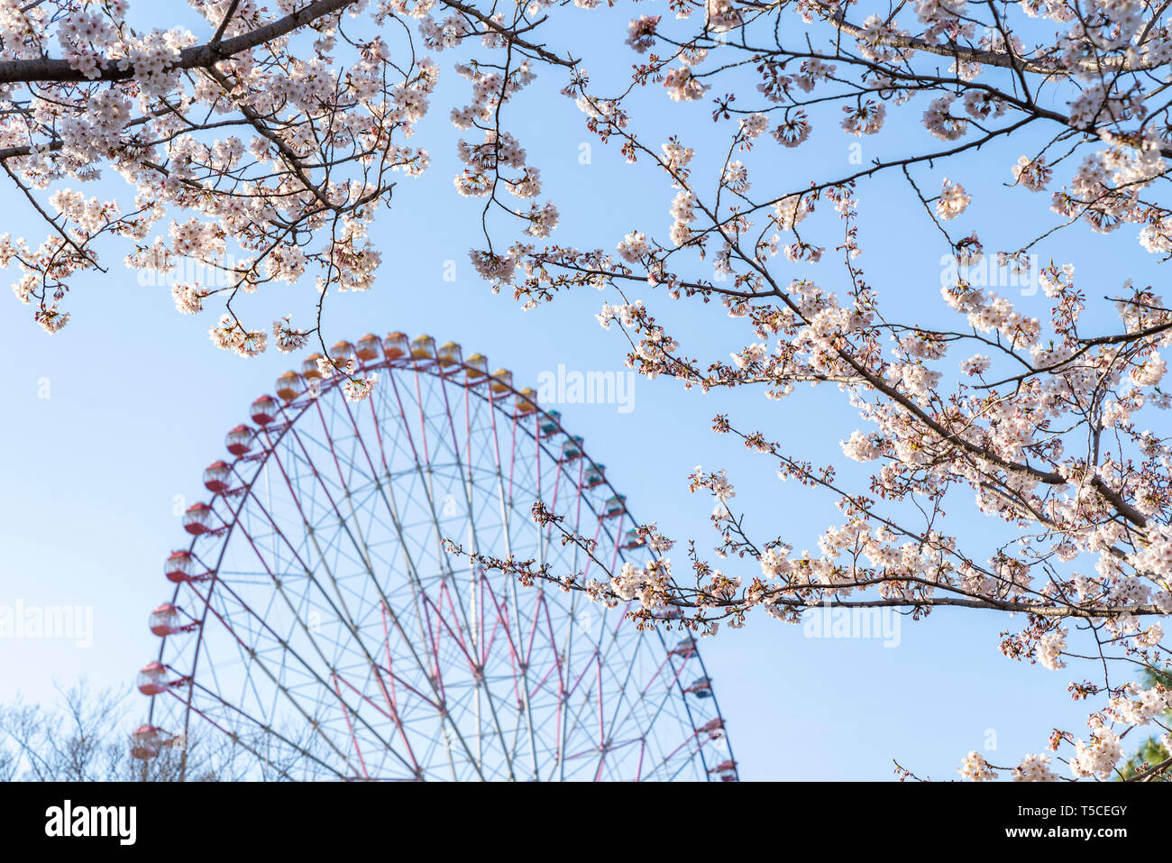 Kasai Rinkai Park, Edogawa-Ku, Tokyo, Japan Stock Photo - Alamy