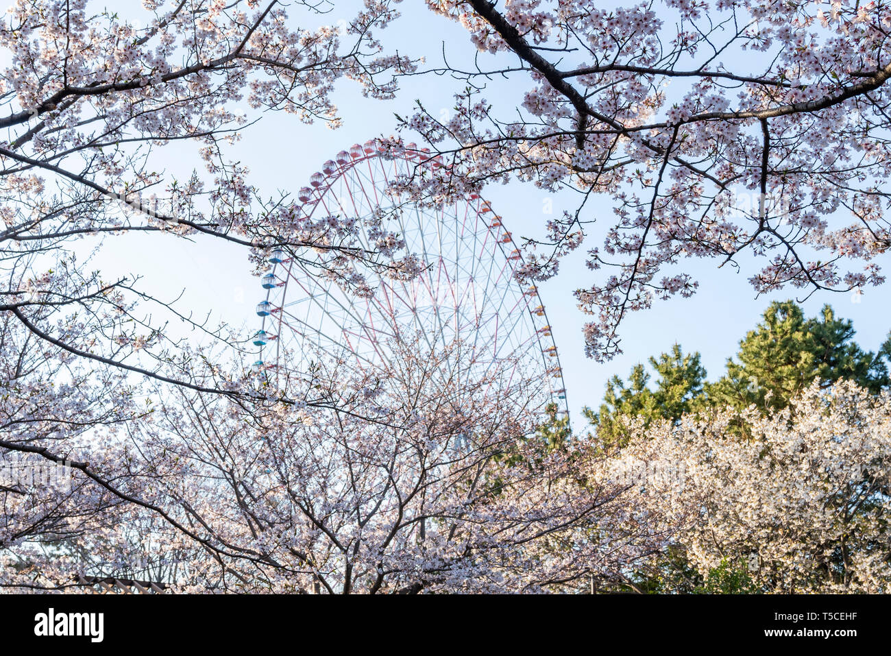Kasai Rinkai Park, Edogawa-Ku, Tokyo, Japan Stock Photo - Alamy