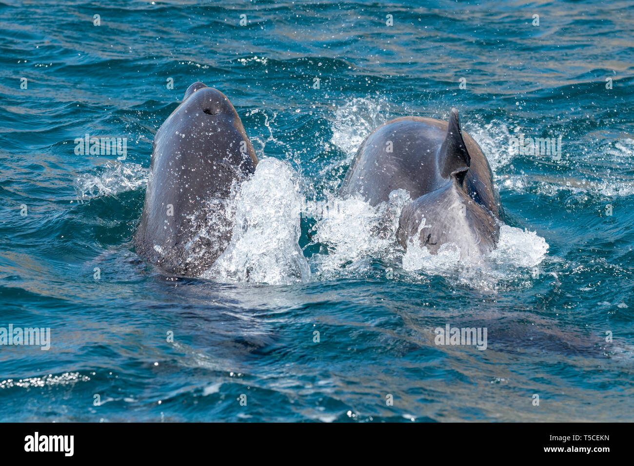 Dolphins, Gulf of California, Mexico Stock Photo - Alamy