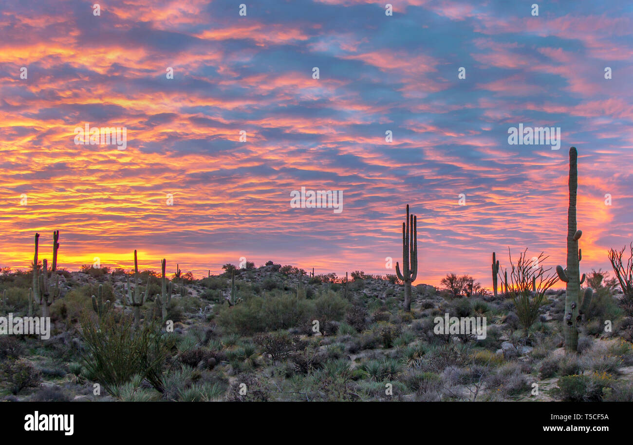 Phoenix Desert Sunset