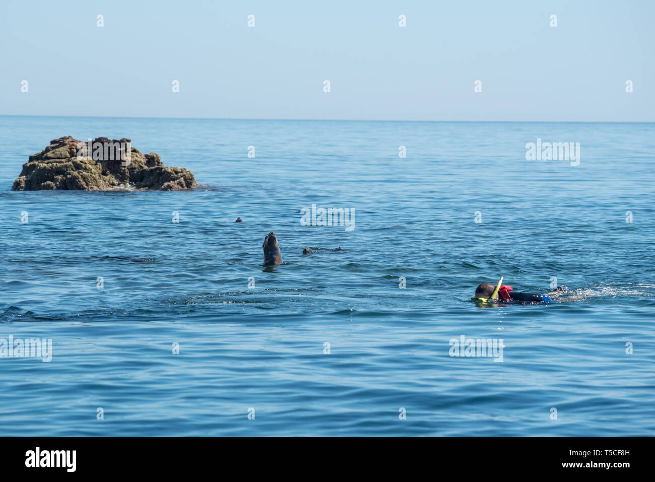 Snorkelers and sea lion, Los Islotes, Baja California Sur, Mexico Stock ...