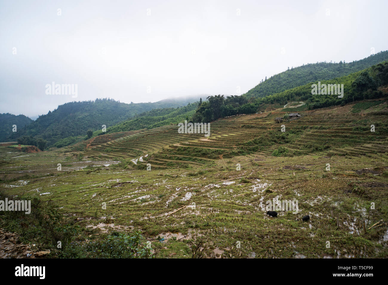 Rooster in the rice fields in rural Vietnam Stock Photo - Alamy