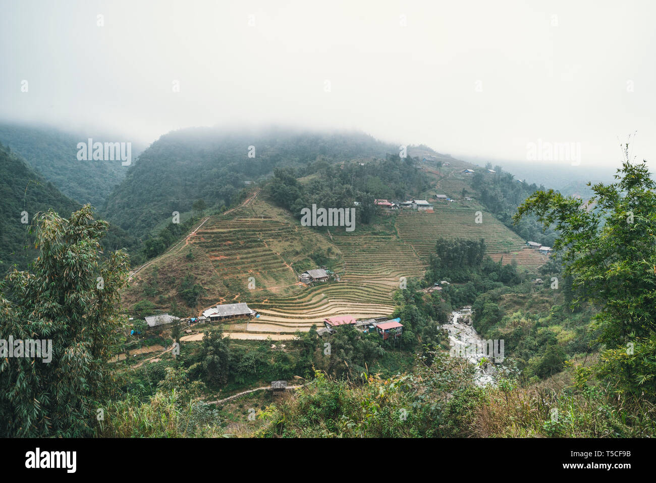 Rooster in the rice fields in rural Vietnam Stock Photo - Alamy