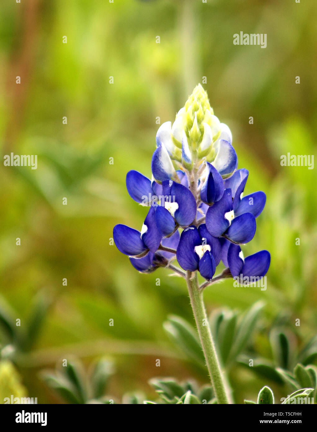 Closeup Picture of a Bluebonnet Flower Stock Photo - Alamy