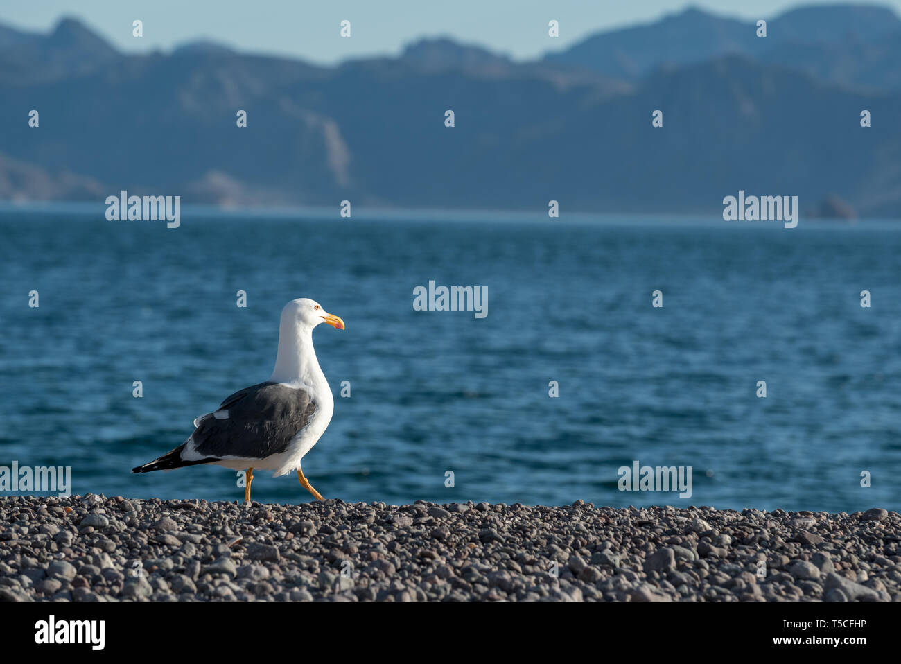Yellow footed gull, Larus livens, Gulf of California, Mexico Stock ...