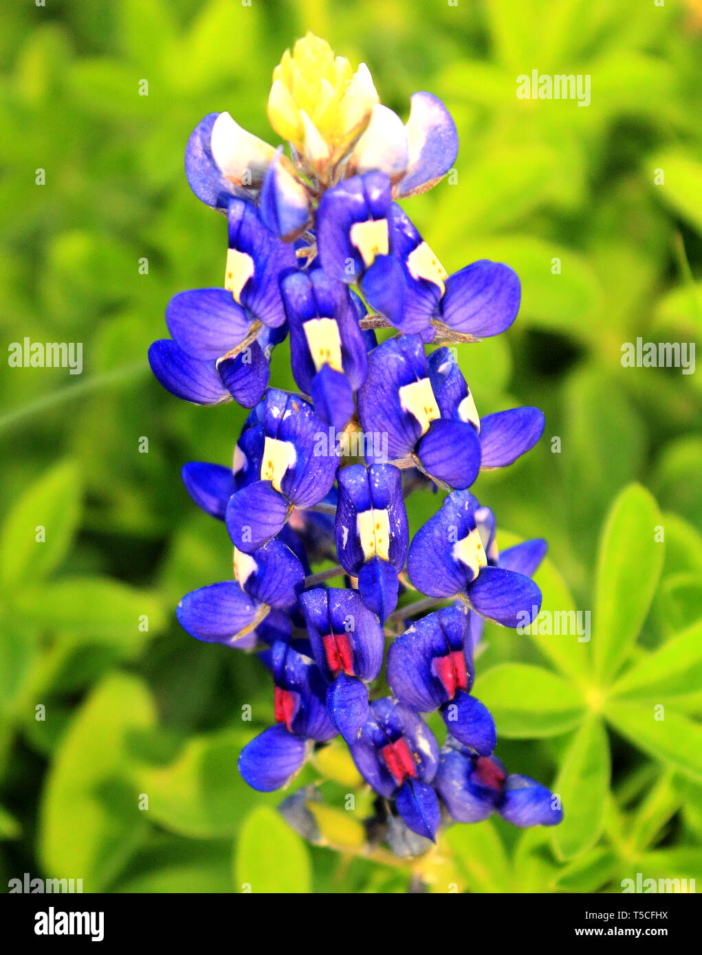 Closeup Picture of a Bluebonnet Flower Stock Photo - Alamy