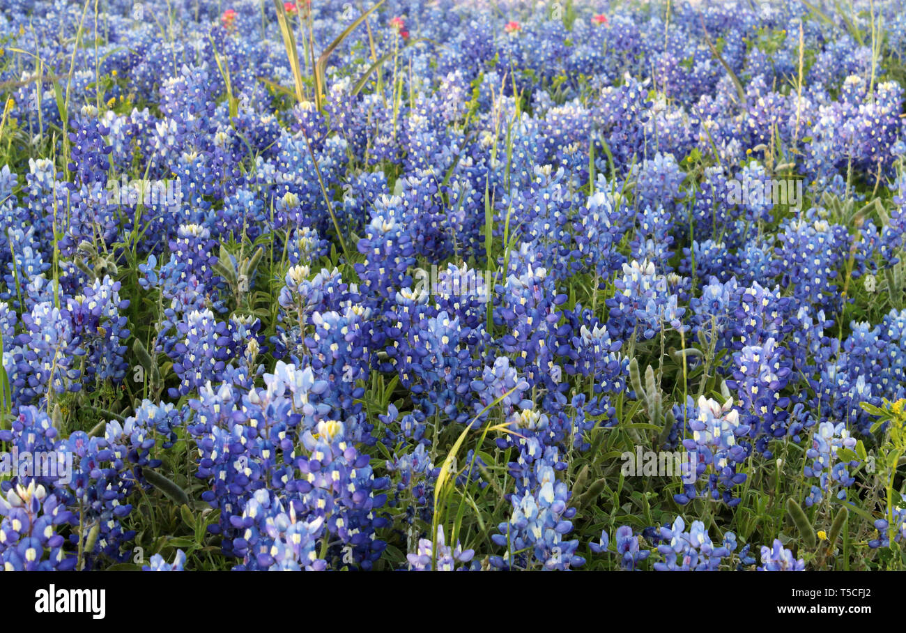 Bluebonnet flower hi-res stock photography and images - Alamy