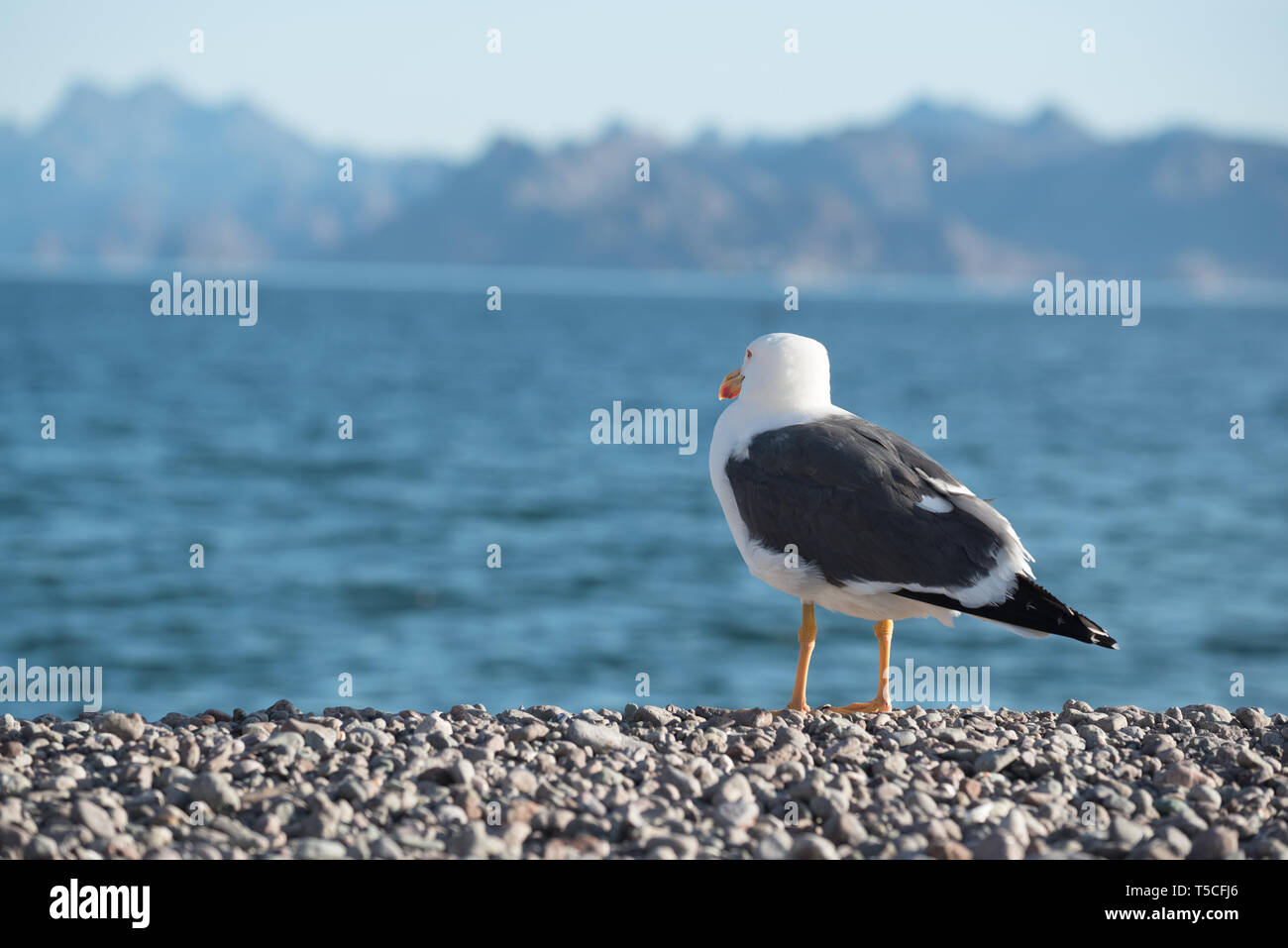 Yellow footed gull, Larus livens, Gulf of California, Mexico Stock ...
