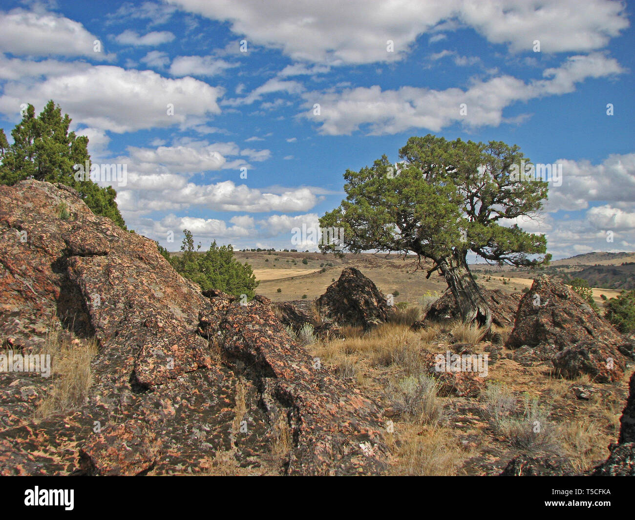 Juniper tree in a desert hi-res stock photography and images - Alamy