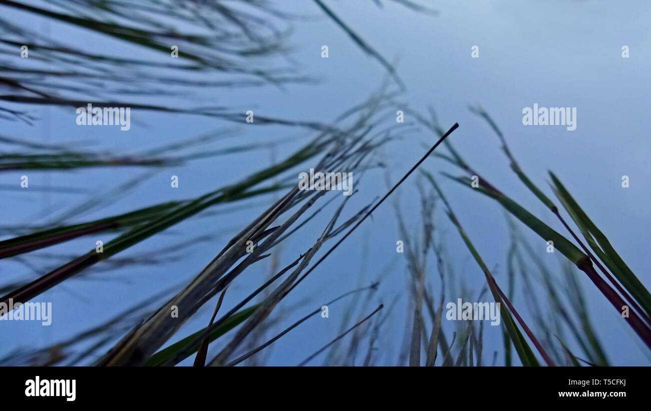 Close up picture of the grass, when the camera was pointed to the sky ...