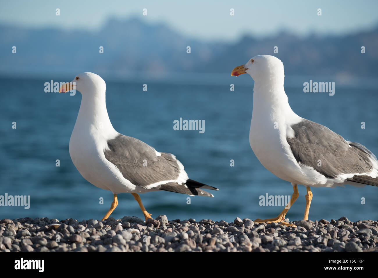 Yellow footed gulls, Larus livens, Gulf of California, Mexico Stock ...